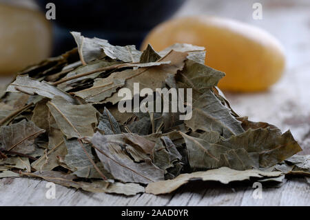 Neem leaves dried / (Melia azadirachta) / Neemblaetter getrocknet ...
