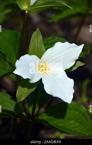 The white trillium (Trillium grandiflorum Stock Photo - Alamy
