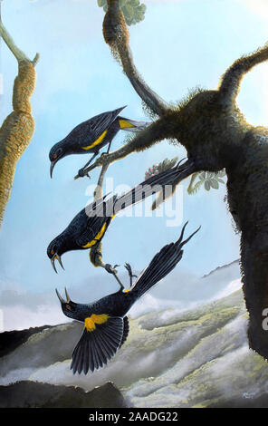 Extinct bird, Moho nobilis, Hawaii Oo, YPM 36964, Yale Peabody Museum ...