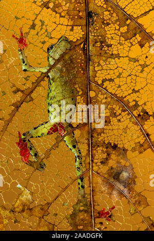 Pebas stubfoot toad (Atelopus spumarius) captive occurs in the Amazon ...