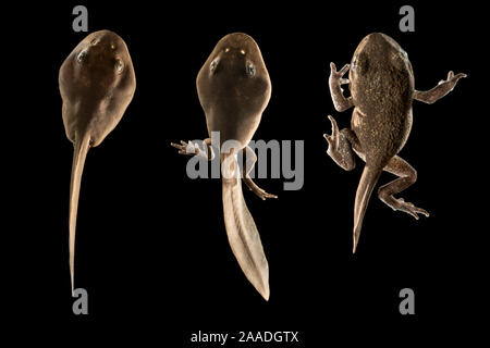 Common toad lifecycle sequence showing development from toad spawn via ...