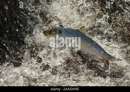 Alewife (Alosa pseudoharengus) fish migrating up a river in Northern ...