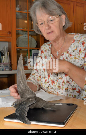 Fully grown Common swift chick (Apus apus) sitting in a nest cup ...