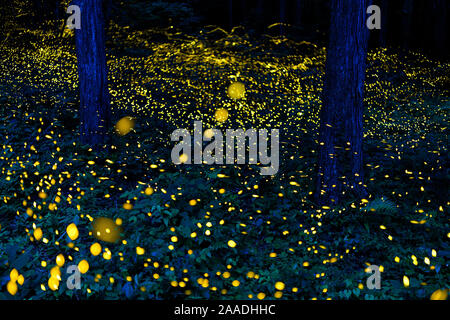 Firefly Flashing at Night - Lightning Bug Stock Photo - Alamy