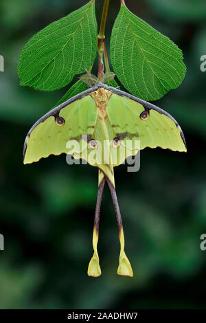 African moon moth (Argema mimosae), in a butterfly farm, with pupas in ...