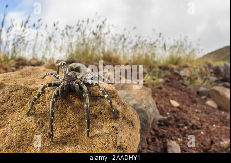 Deserta Grande wolf spider (Hogna ingens) Madeira, Portugal, May ...