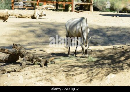 An Arabian Oryx in a zoo in Ameirca Stock Photo - Alamy