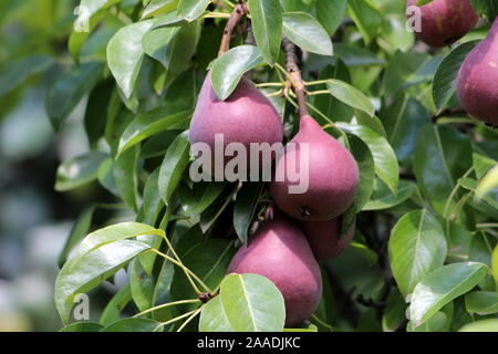 Red Sensation Bartlett Pears Stock Photo - Alamy