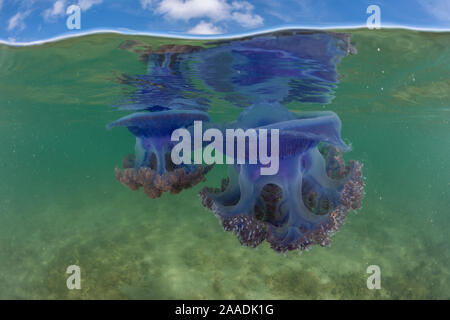 Purple crown jellyfish (Netrostoma setouchina) in the shallow waters ...