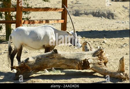 An Arabian Oryx in a zoo in Ameirca Stock Photo - Alamy