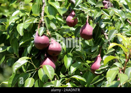 Red Sensation Bartlett Pears Stock Photo - Alamy
