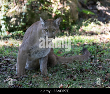 Florida Panther sitting on grass in its environment, while exposing its ...