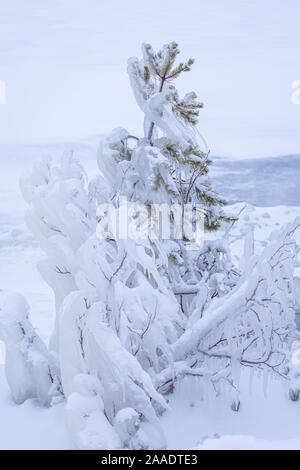 Frozen icicles on small tree at lake shore in Finland Stock Photo - Alamy