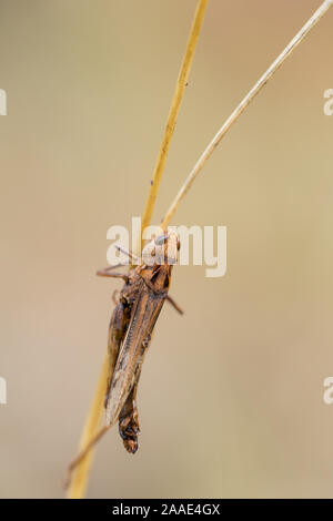Grasshopper killed by summit disease fungi Stock Photo - Alamy