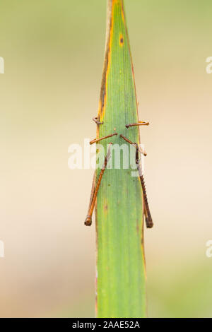 Grasshopper killed by summit disease fungi Stock Photo - Alamy
