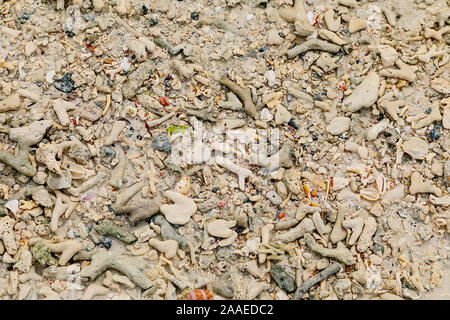 Collection of colorful empty seashells, picked at Norwegian coast ...