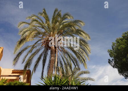 Date Palm, Marbella, Spain Stock Photo - Alamy