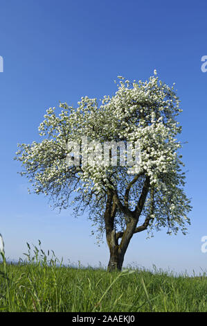Bluete, Apfelbaum / Blüte Stock Photo - Alamy