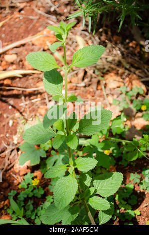Cullun Mint Plant Stock Photo - Alamy