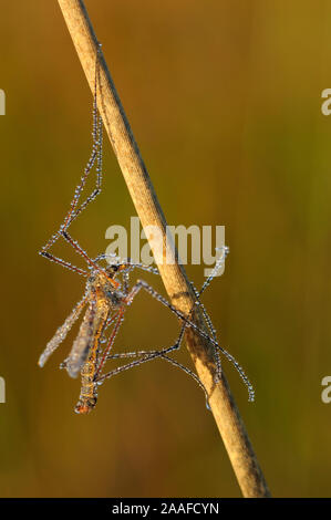Schnake, Tipulidae, Zweifluegler Stock Photo - Alamy