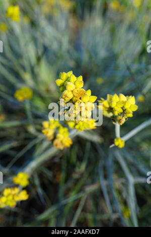 Conostylis candicans, Grey Cottonhead in Badgingarra NP, WA, Australia ...