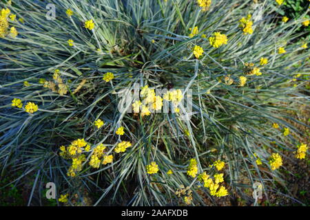 Conostylis candicans, Grey Cottonhead in Badgingarra NP, WA, Australia ...