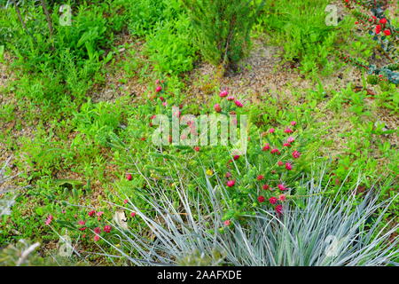 View of a pink Darwinia oldfieldii flower in Australia Stock Photo - Alamy