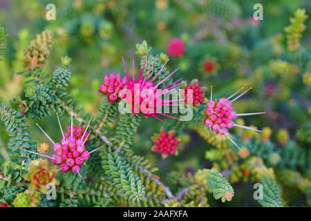 View of a pink Darwinia oldfieldii flower in Australia Stock Photo - Alamy