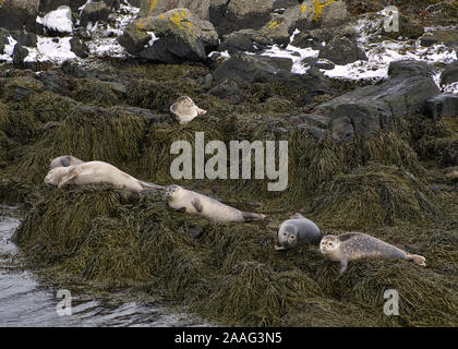 Sea lions sunbathe on in Tofino, Vancouver, Island, Canada. Credit: Amy ...