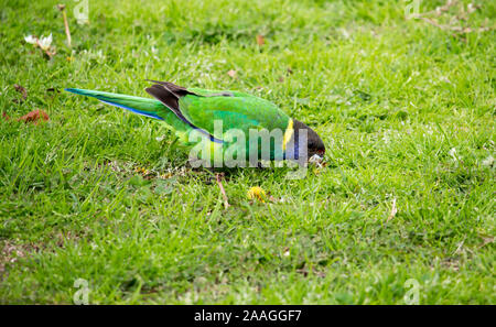 A brilliantly feathered Australian Ringneck (Barnardius zonarius) or ...