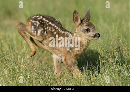 Kitz, Reh, Rehkitz Stock Photo - Alamy