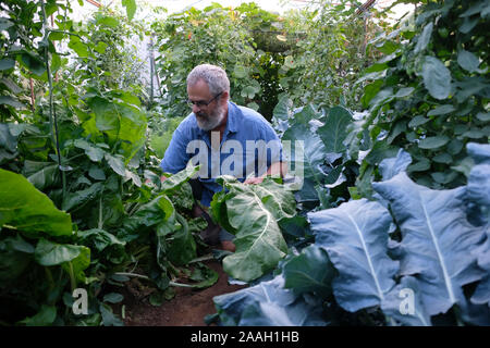 An Israeli farmer working in a vegetable crop in Moshav Zofar village ...