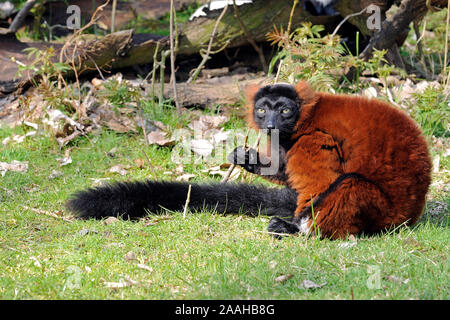 Roter Vari , Varecia variegata ruber Stock Photo - Alamy