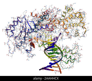 DNA structure model on white Stock Photo - Alamy