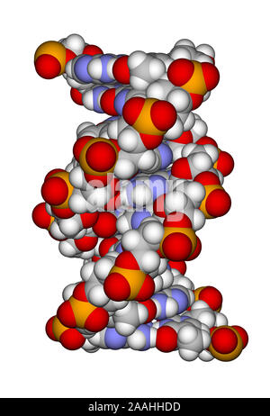 DNA structure model on white Stock Photo - Alamy