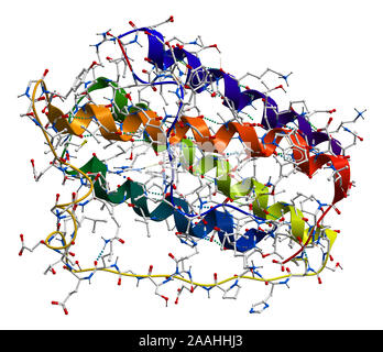 Leptin molecule. Molecular model of the human hormone leptin. Leptin is ...