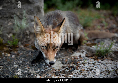 Red fox in Arrabida. Portugal Stock Photo - Alamy