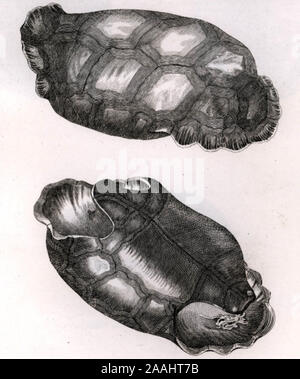 Saddle-backed Rodrigues giant tortoise, Cylindraspis vosmaeri. Hunted ...