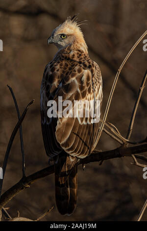 Changeable Hawk Eagle Stock Photo - Alamy