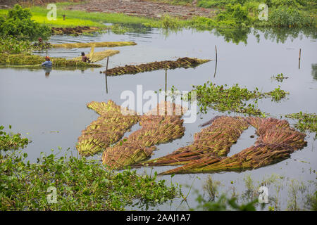 Farmers at Faridpur's Bhanga soaking jute in a water body after ...
