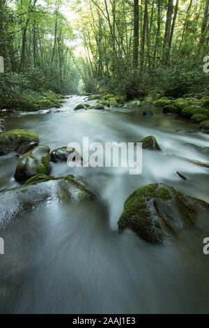 A lush green mountain stream rushes over rocks near Hayden Lake in ...