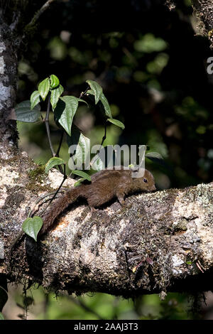 Dusky Palm Squirrel (Funambulus obscurus Stock Photo - Alamy