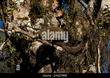 Dusky Palm Squirrel (Funambulus obscurus) Sri Lanka LK Asia November ...