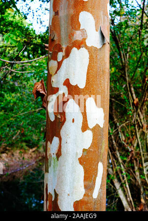 Peeling bark on trunk of sycamore tree Stock Photo - Alamy