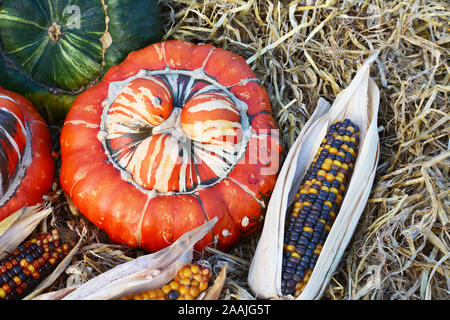 Striped orange Turks Turban gourd with ornamental Fiesta sweetcorn on ...