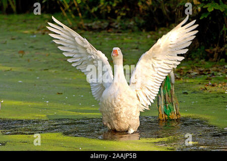 Hausgans - Goose Stock Photo - Alamy