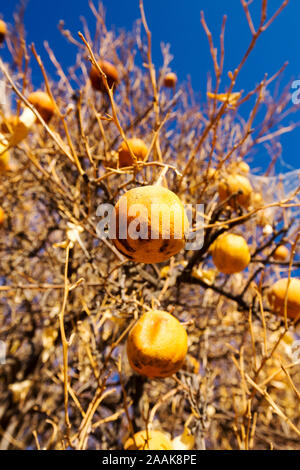 Abandoned dead and dying Orange trees that no longer have water to ...