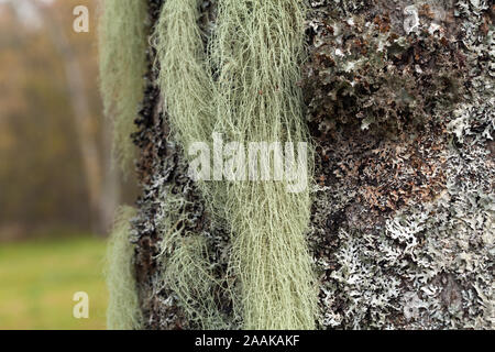 Long, green lichen on an alder trunk. Usnea dasypoga, shrub-like, beard ...