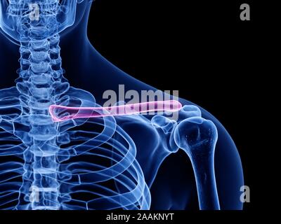 Clavicle bone, computer illustration Stock Photo - Alamy