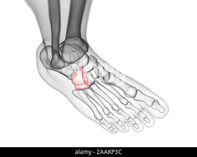 Cuboid bone, computer illustration Stock Photo - Alamy